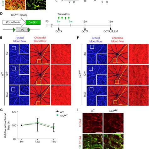 Hellmut Augustin Dvm Phd German Cancer Research Center Heidelberg Dkfz Division Of