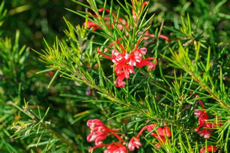 Pink Flowers Of Grevillea Juniperina Canberra Gem And Spiny Leaves