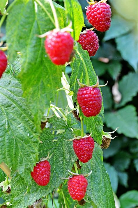Thornless Raspberry Varieties Garden State Bulb Raspberry Heritage 1