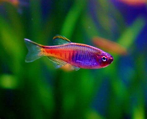 The 36 Most Colorful Freshwater Aquarium Fish Artofit