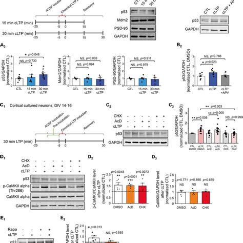 Neuropsychologist Donald Hebb Who Proposed That Neural Cell Assemblies