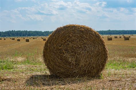 건초 더미는 구름과 하늘의 배경에 대해 여름에 필드에서 수집됩니다 개념에 대한 스톡 사진 및 기타 이미지 개념 건초 식물