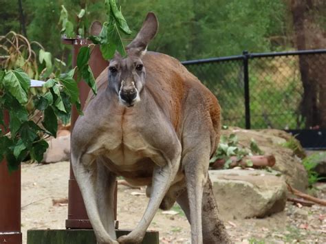 Das größte jemals registrierte Känguru Tiere rund um den Globus