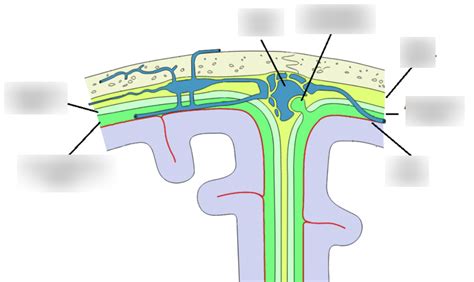 Subarachnoid Space Diagram Quizlet