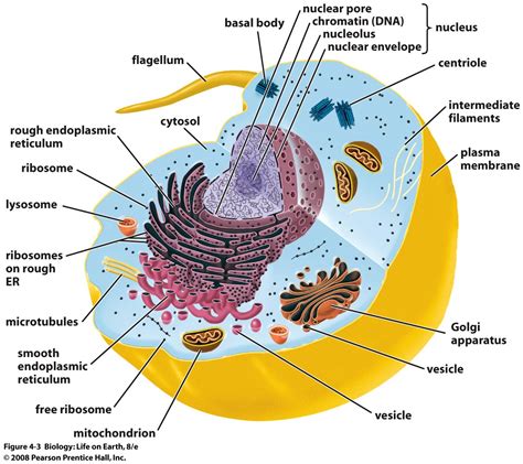 La Celula Con Sus Partes Imagui