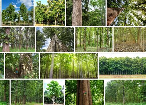 Teak Trees Osrs Best Place To Cut Tree Types