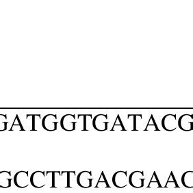 Primer Used For Identification Of Staphylococcus Aureus Download Scientific Diagram