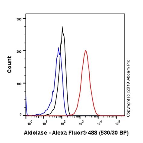 Recombinant Anti Aldolase Aldolase B Aldolase C Antibody EPR B Ab