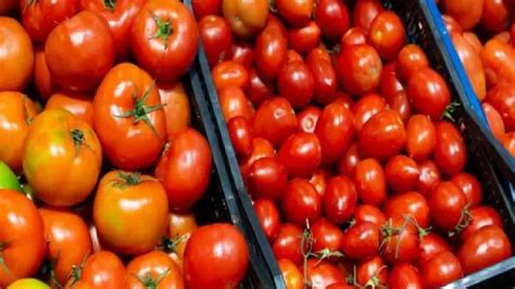 Tomato Prices Nafed Nccf To Sell At Rs 80 Per Kg From Today Tomato