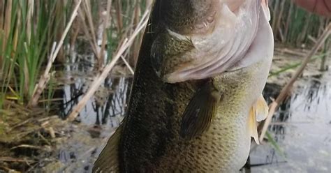 The Fattest Fish Ive Ever Caught Album On Imgur