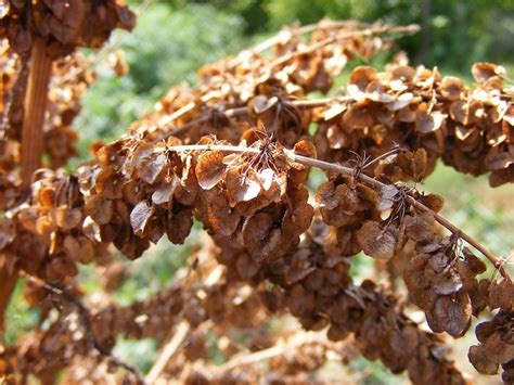 How To Forage And Make Dock Seed Flour