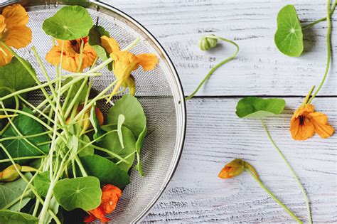 Nasturtium 식물 수도사 유채과 꽃과 나뭇잎은 식탁에서 요리하기 위해 준비 평면도 따기에 대한 스톡 사진 및 기타 이미지