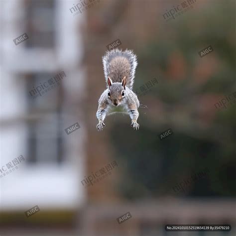 Ai创作图松鼠 蜘蛛 狐狸松鼠 鸟类 灰松鼠 啮齿目 花园蜘蛛 花 谷仓蜘蛛 昆虫 昵图网