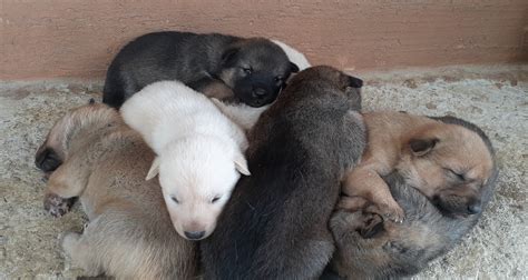 메이플스토리 인벤 강아지 뭉탱이 메이플스토리 인벤 자유게시판 구