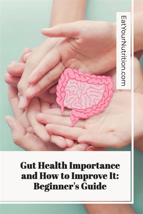 Unlocking The Secrets A Beginners Guide To Optimal Gut Health Gut