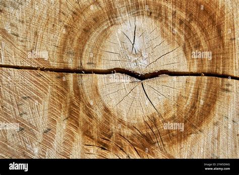 Tree Tree Trunk Piece Annual Rings Dry Sawn Wood Log Gap