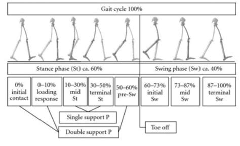 Write About Topics Related To Motor Function Or Anatomical Structure Of The Body By Jawadz51 Write About Topics Related To Motor Function Or Anatomical Structure Of The Body By Jawadz51