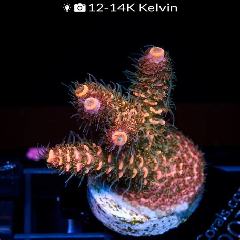 Ec Rainbow Ding Dang Mille Acro Euro Corals