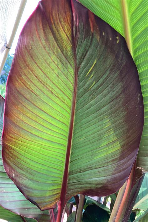 Giant Red Musifolia Canna Bulb Etsy