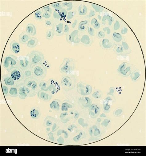 Diplobacilli Bacteria