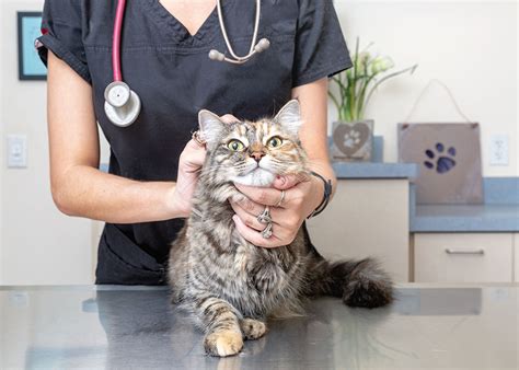 The Importance Of Taking Your Cat To Your Vet All About Cats