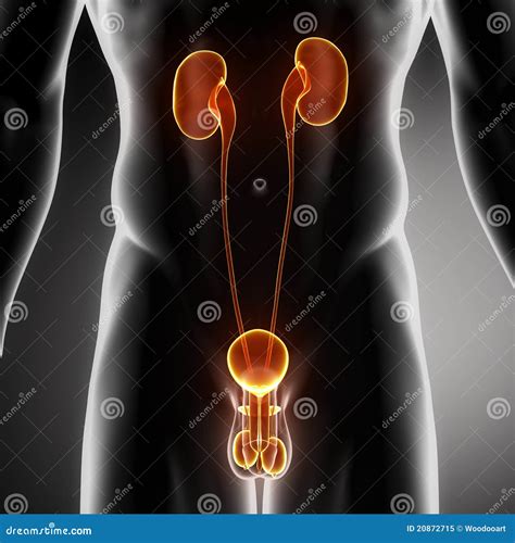 Male Reproductive Organs With Testis Stock Illustration Image 20872715