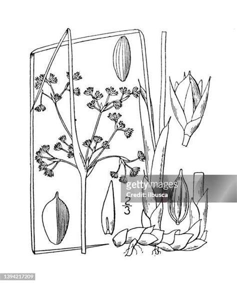 71 Juncus High Res Illustrations Getty Images
