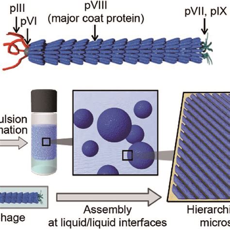 A Schematic Representation Of The Assembled Structure Of M13 Phage Download Scientific