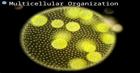 Ppt Multicellular Organization Objectives Describe Cell