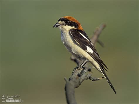 Ťuhýk rudohlavý | Naturfoto.cz