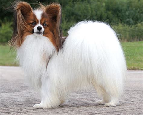 Papillon Papillon Lucky Butterfly The Papillon Became A Recognized