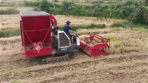 养牛不种草照样成本低，知道为什么吗？种牧草还不如收稻草 Youtube