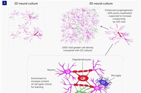 Organoid Intelligence The New Frontier In Biocomputing Ai And