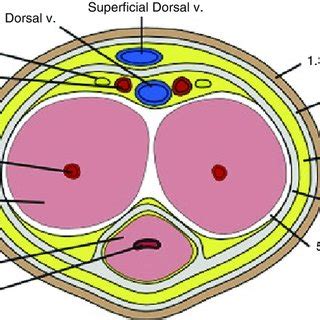 2 Transverse Cut Section Of The Penis Download Scientific Diagram