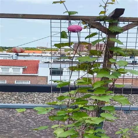 Do Lavender Plants Come Back Every Year