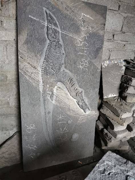 Xinpusaurus From Guizhou China Fossil Id The Fossil Forum