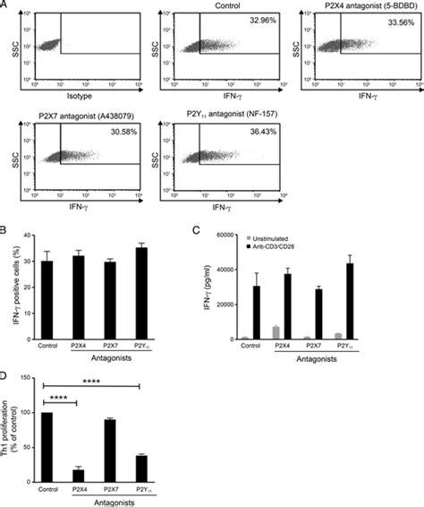 The Purinergic Receptor P2x4 Promotes Th17 Activation And The