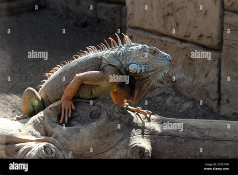 grüner Leguan Stock Photo - Alamy