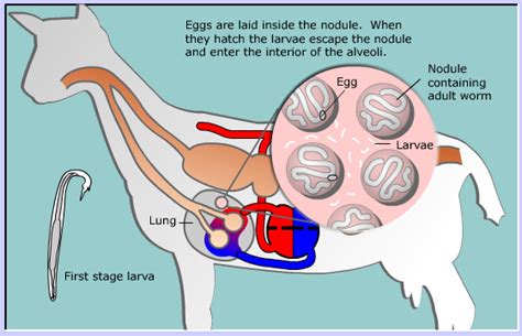The Biology Of The Goat