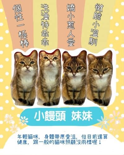 靦腆嬌小極像品種貓與玩偶的可愛喵女兒 小饅頭 台灣認養地圖