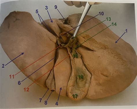 Liver Visceral Surface Diagram Quizlet