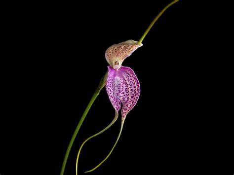 Masdevallia Antonii Ecuagenera — Ecuagenera Orquídeas Del Ecuador