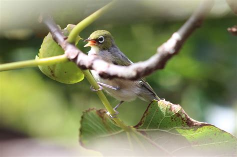 Waxeye Silvereye Eating Free Photo On Pixabay Pixabay