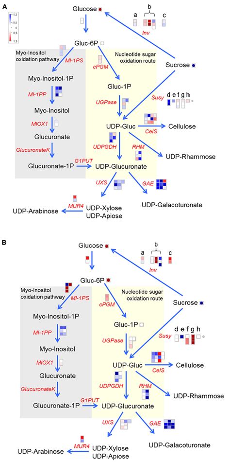 The Production Of Udp Glucose And Udp Glucuronate For Cell Wall Download Scientific Diagram