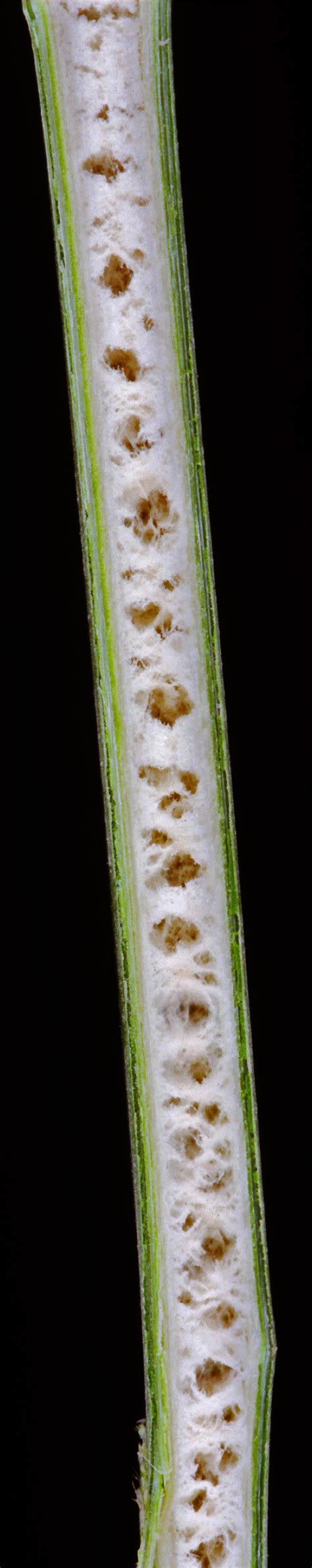 Juncus Flavidus Yarra Ranges Local Plant Directory