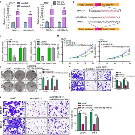 Knockdown Of Mir 199a 5p Reversed The Distinct Suppression Of Snhg12
