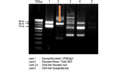 pcr amplification of rapd primer opba 15 expressing polymorphism only