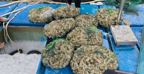 伏季休渔期做这事江门海警严厉打击 腾讯新闻
