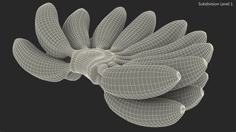 Old Ripe Banana Bunch 3d Model 29 3ds Blend C4d Fbx Max Ma