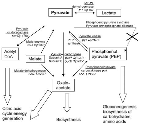 The Central Role Of Pyruvate In Cellular Metabolism And Key Enzymatic Download Scientific